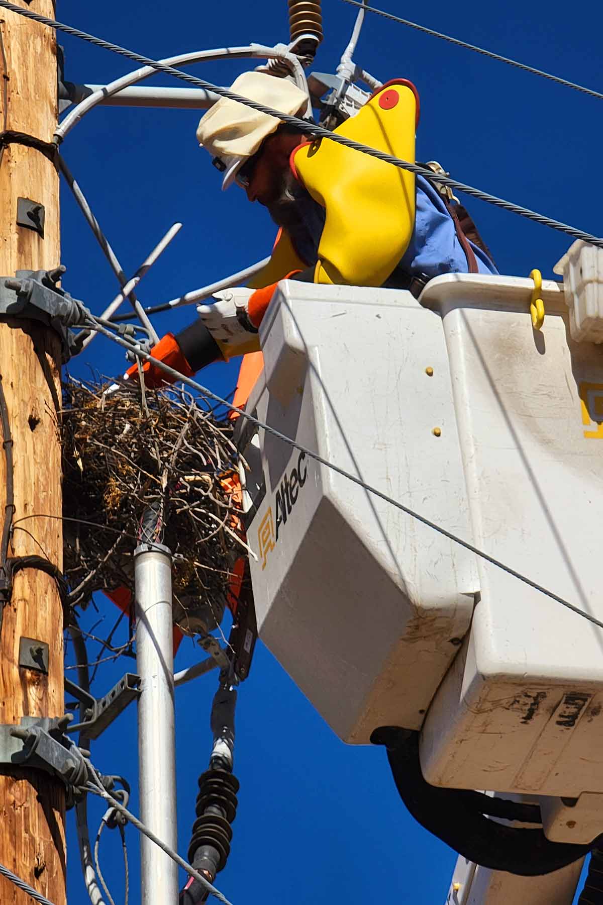 Arizona Co-op Lineworker Rescues Baby Hawks - America's Electric ...