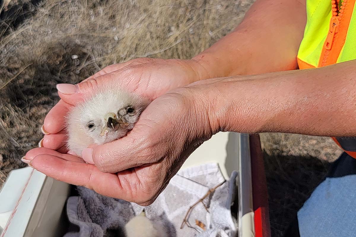 Arizona Co-op Lineworker Rescues Baby Hawks - America's Electric ...