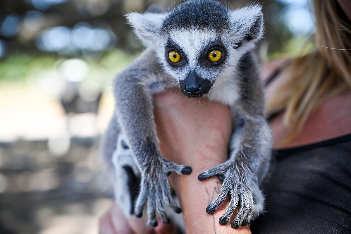 Call of the Wild: Texas Co-op Lineman Rescues Baby Lemur Stuck in Tree ...