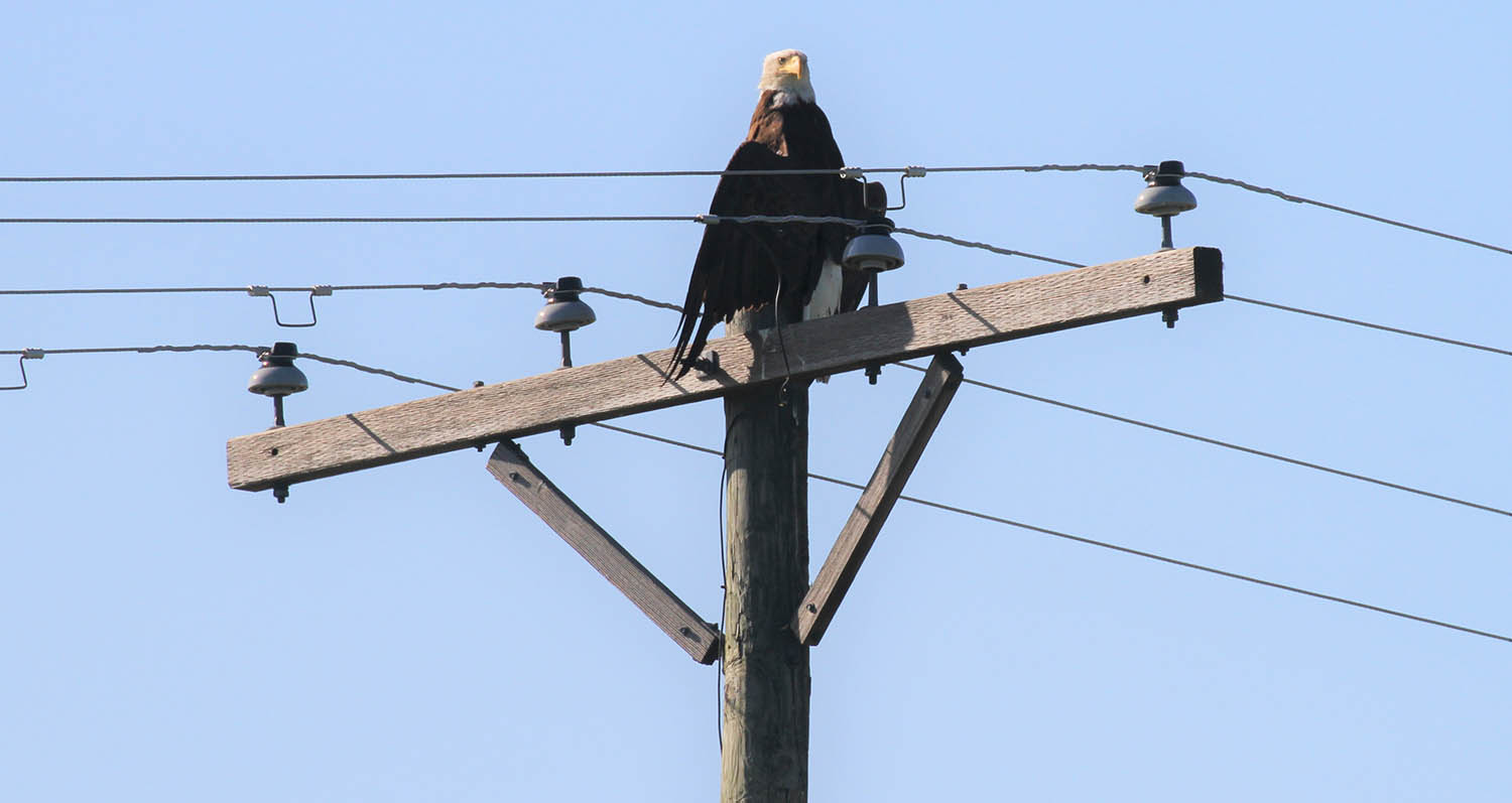 LPEA Wins Eagle Protection Grant to Retrofit 100 Poles - America's ...