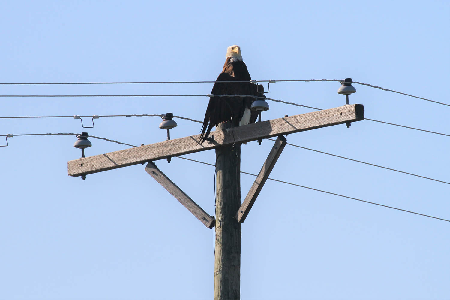 LPEA Wins Eagle Protection Grant to Retrofit 100 Poles - America's ...