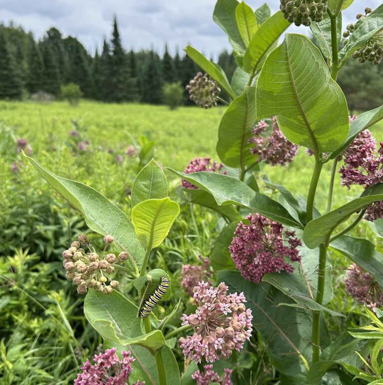 Co-op Pollinator Projects With Walking Trails to Serve As ...